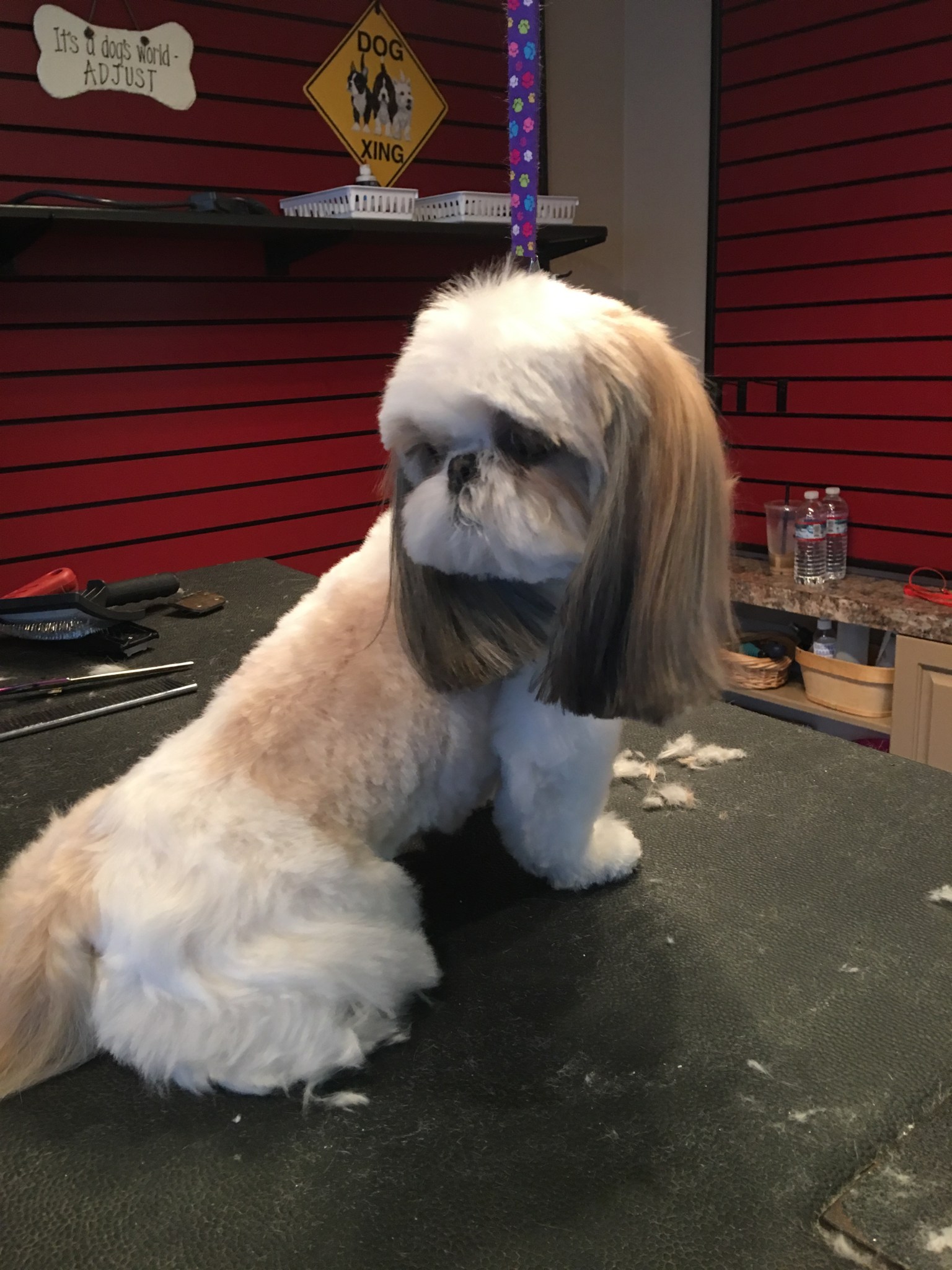 Clean and Clip Grooming – Voted BEST GROOMER!