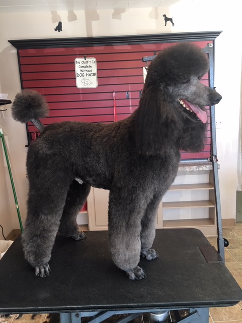 Clean and Clip Grooming – Voted BEST GROOMER!