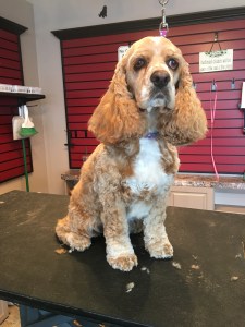 Clean and Clip Grooming – Voted BEST GROOMER!