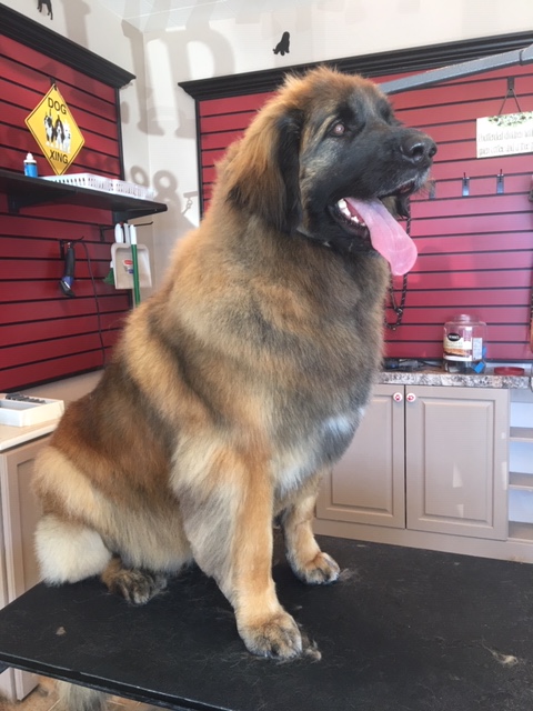 Clean and Clip Grooming – Voted BEST GROOMER!