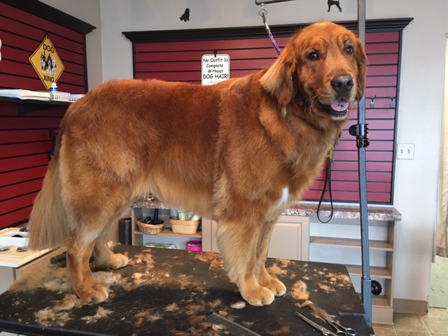 Clean and Clip Grooming – Voted BEST GROOMER!