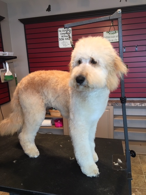 Clean and Clip Grooming – Voted BEST GROOMER!