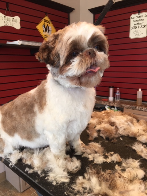 Clean and Clip Grooming – Voted BEST GROOMER!
