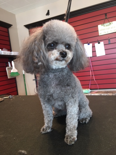 Clean and Clip Grooming – Voted BEST GROOMER!